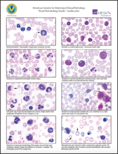 Get your ACVIM Leukocyte ID Chart - Heska